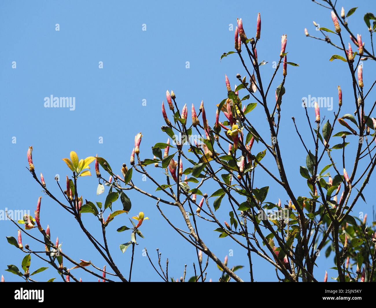 Red Machilus (Machilus thunbergii), Plantae, 台灣新北市 Stock Photo - Alamy