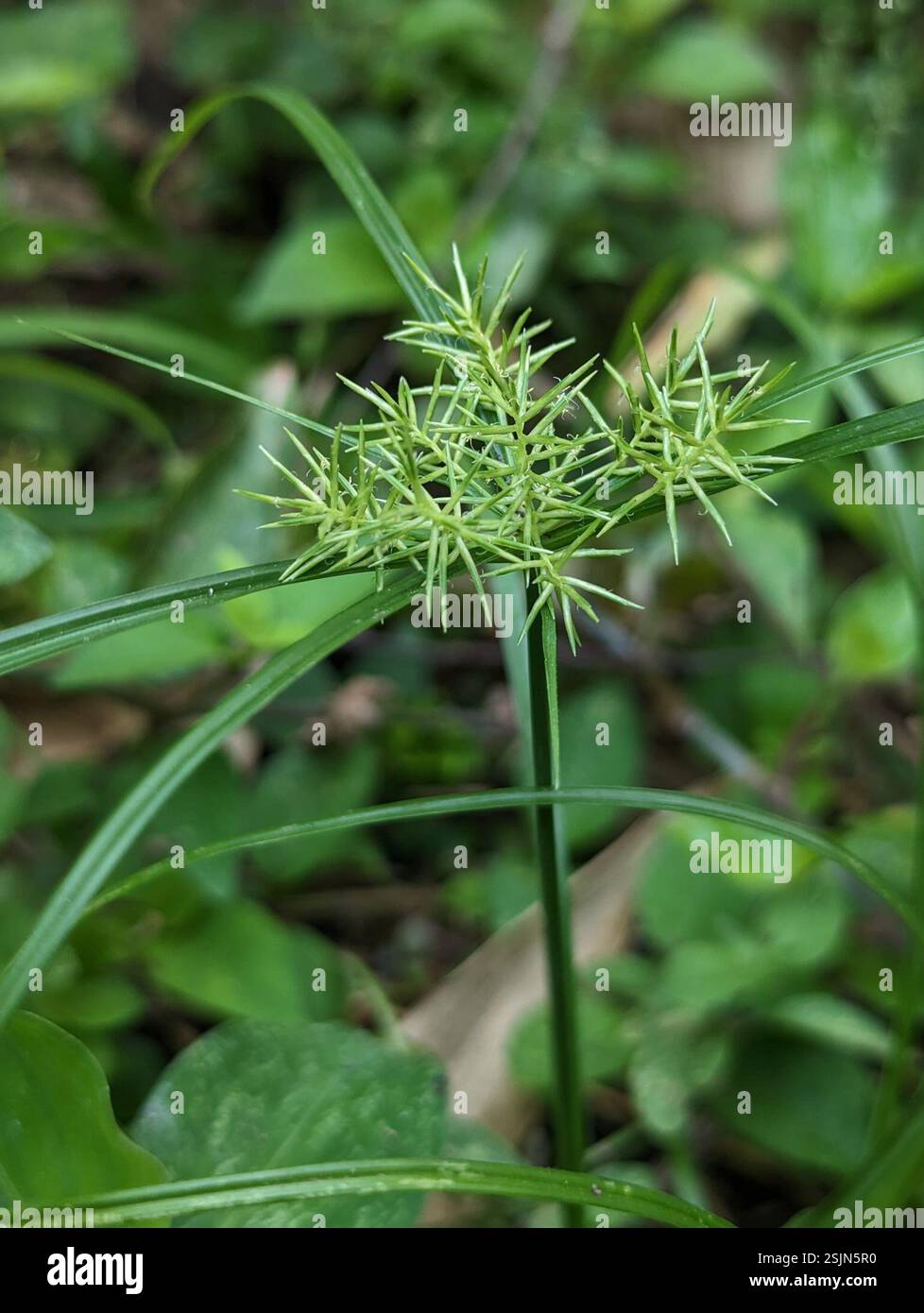 Fragrant flatsedge (Cyperus odoratus), Plantae, Patulul, Guatemala ...