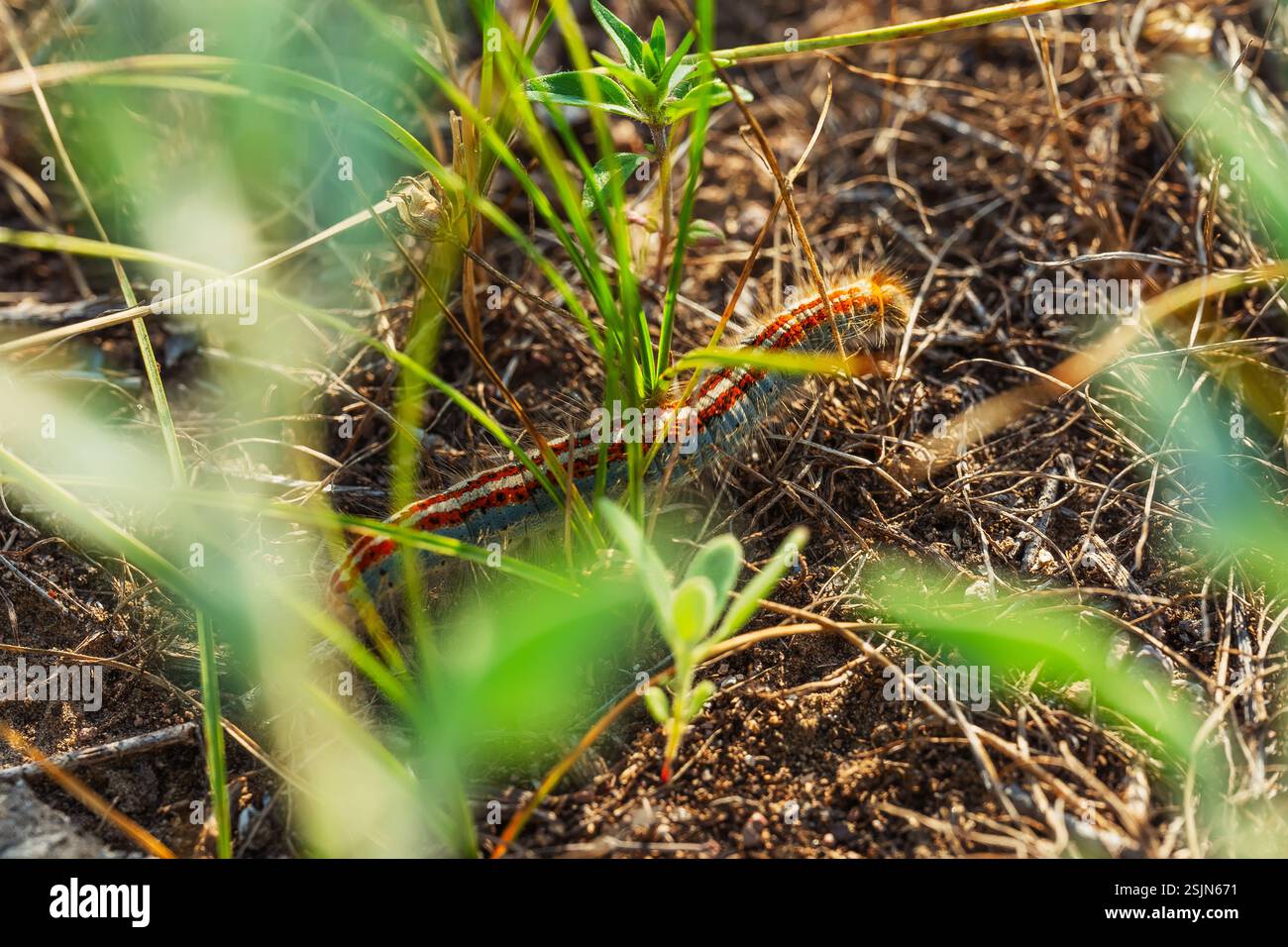 colorful butterfly larva in the kazakhstan steppe. mountain caterpillar ...