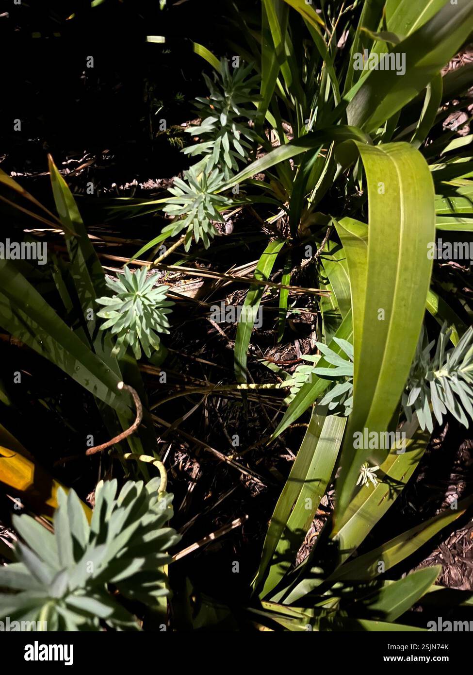 Shore Spurge (Euphorbia glauca), Plantae, North Island, Takanini ...