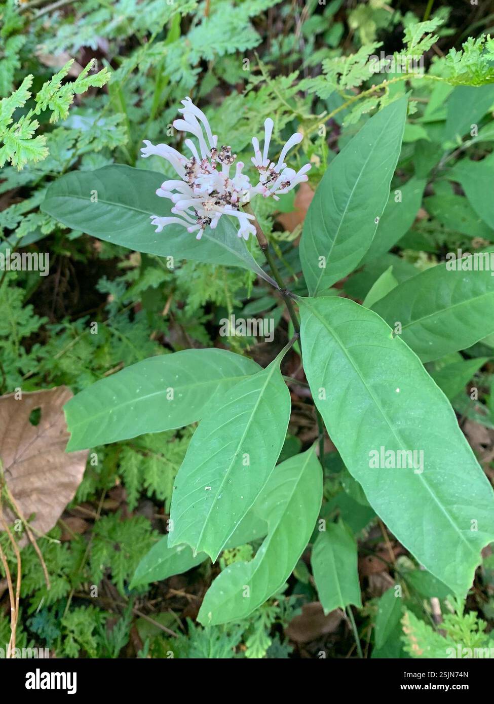 Curved Flower Woody Chassalia (Chassalia curviflora), Plantae, Than ...