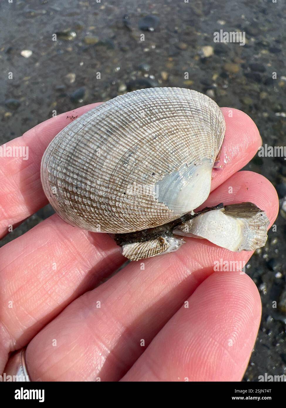 Japanese Littleneck (Ruditapes philippinarum), Mollusca, Beach Grove ...