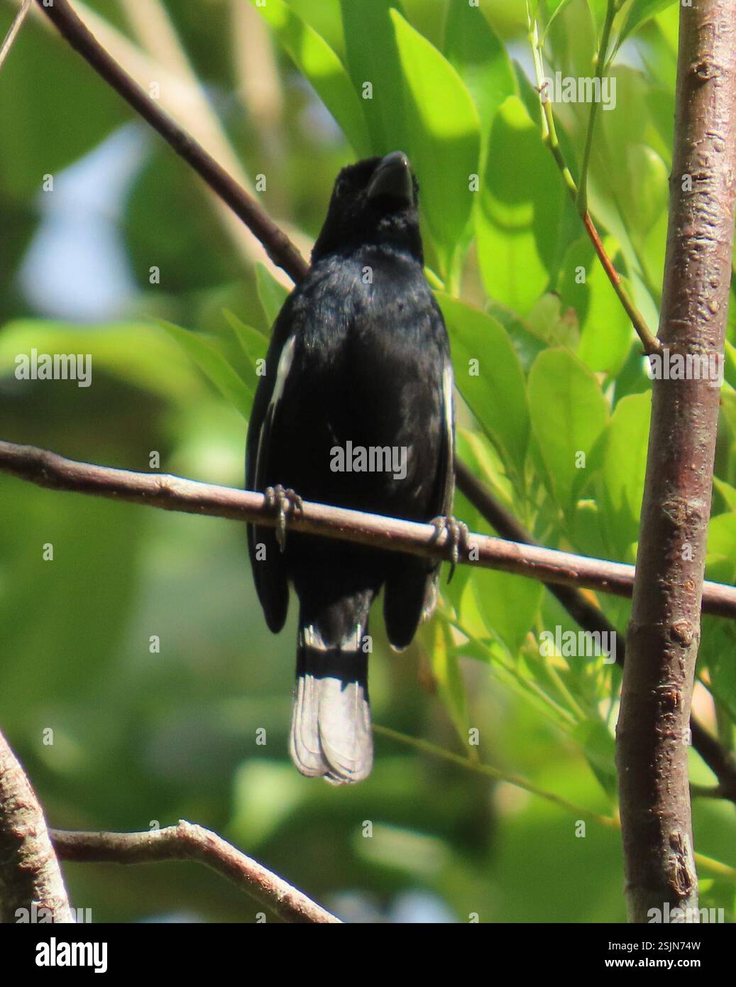Cuban Bullfinch (Melopyrrha nigra), Aves, Pinar del Río, CU, The black ...