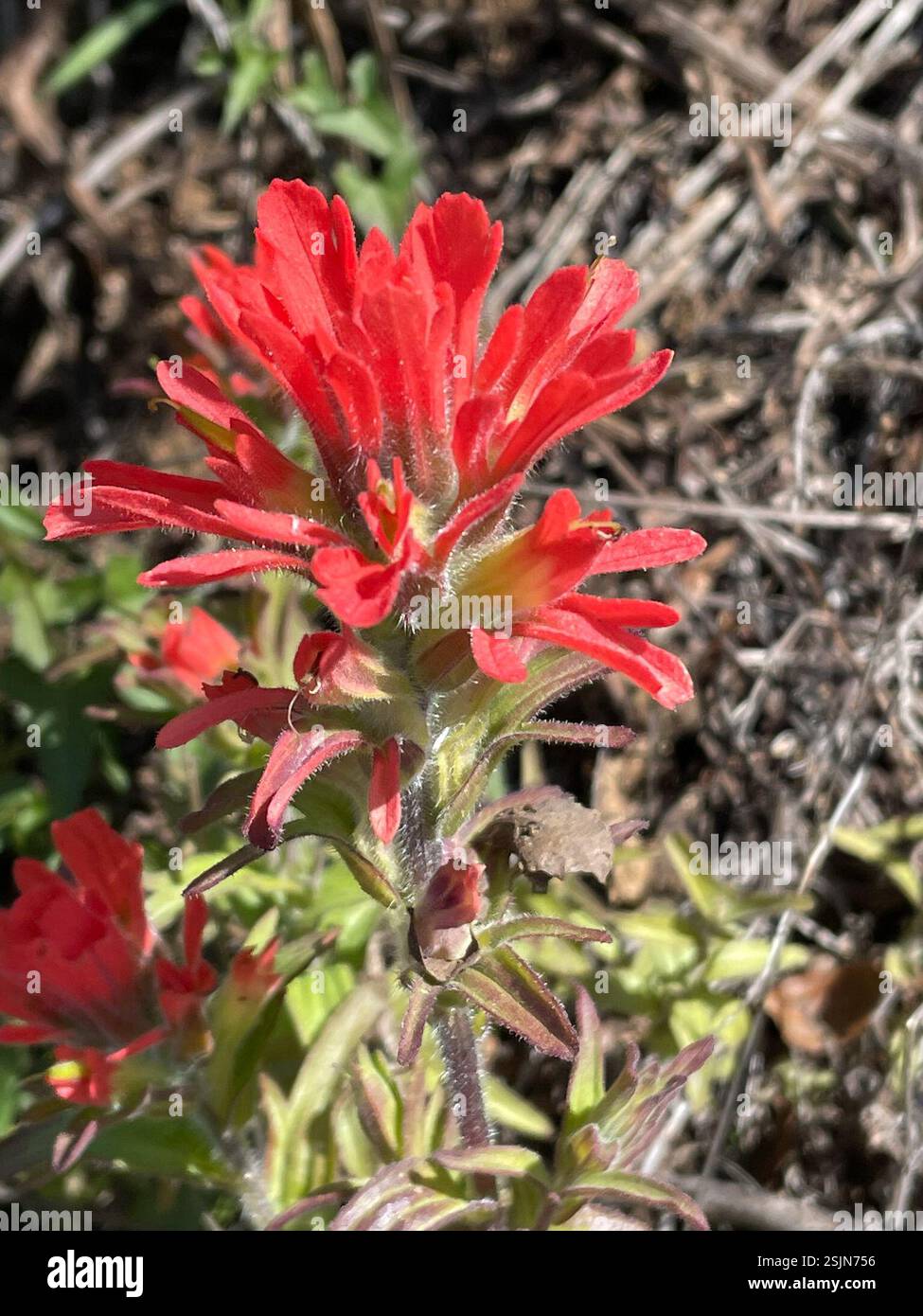 Coast Paintbrush (Castilleja affinis affinis), Plantae, Julia Pfeiffer ...