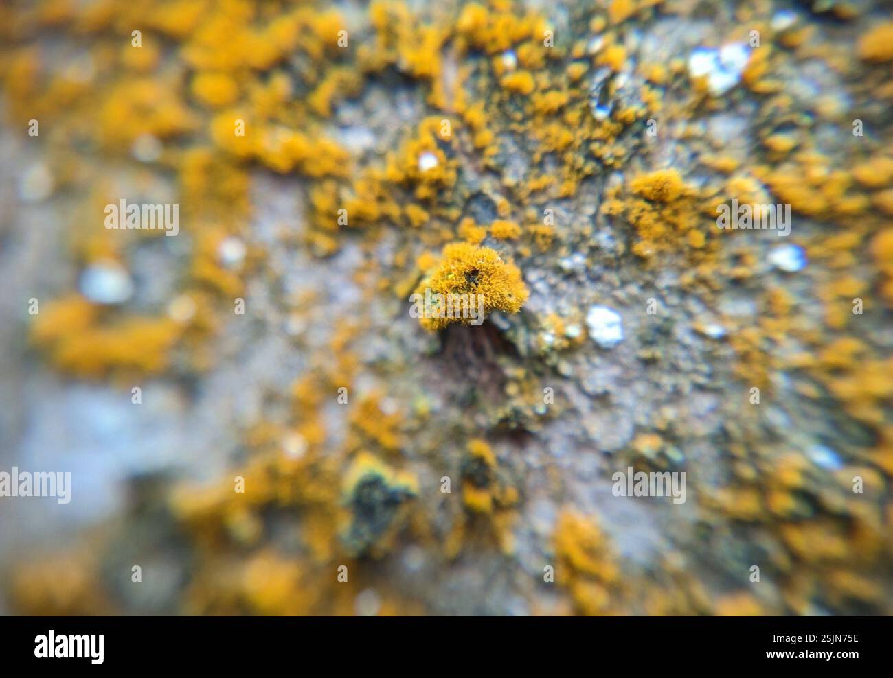 Shrubby Sunburst Lichen (Polycauliona candelaria), Fungi, Vancouver, BC ...