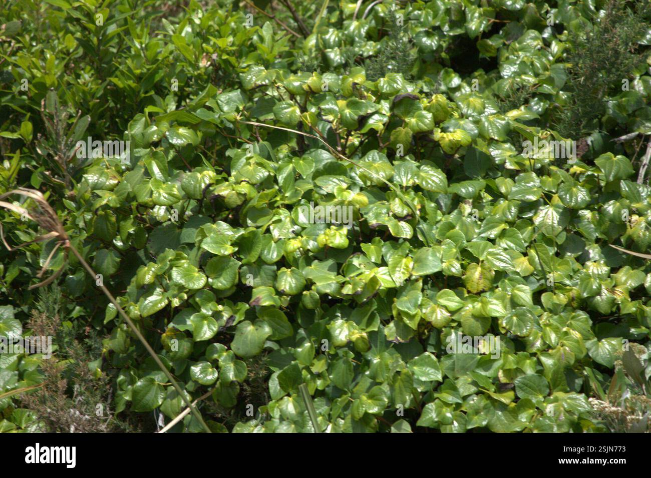 Kawakawa (Piper excelsum excelsum), Plantae, West Coast, New Zealand ...
