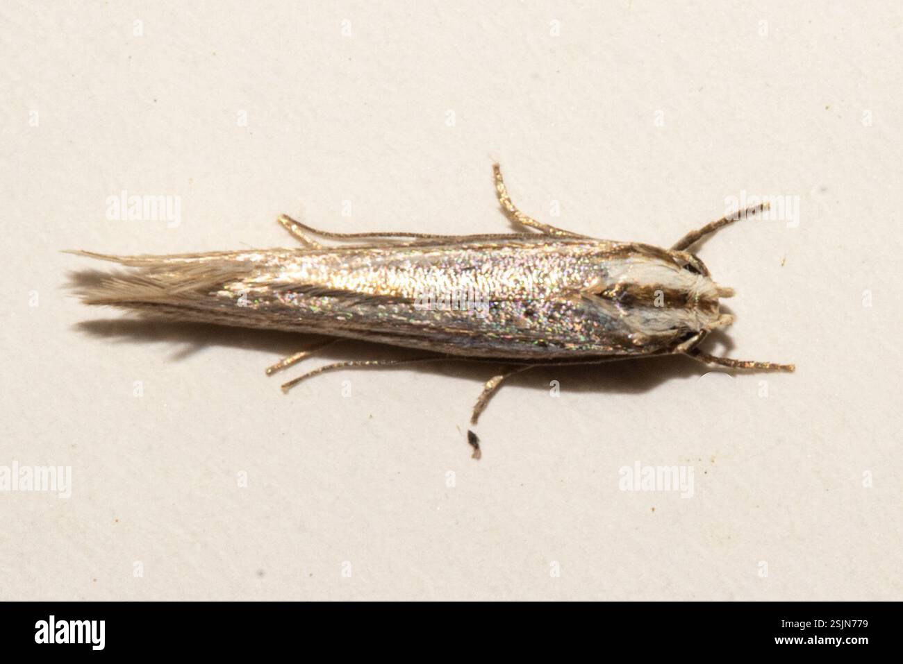 (Elachista thallophora), Insecta, St Bathans, New Zealand, White ...