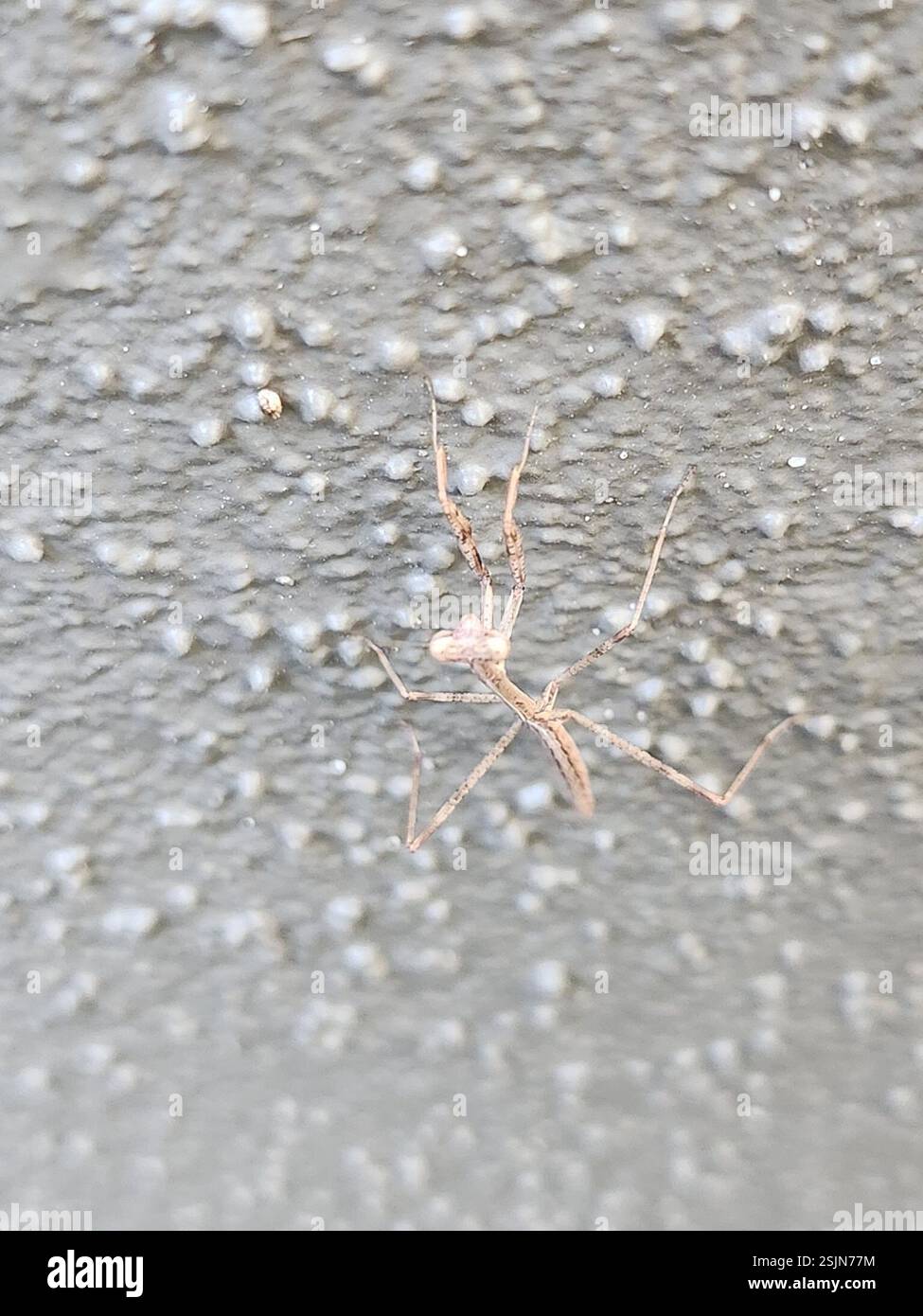 Australian Grass Mantises (Archimantis), Insecta, Maroochy - Mooloolaba ...