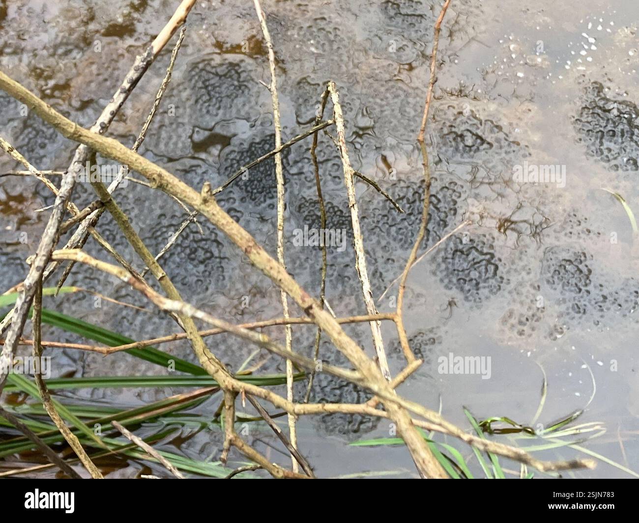 European Common Frog (Rana temporaria), Amphibia, Sheen Common Dr ...