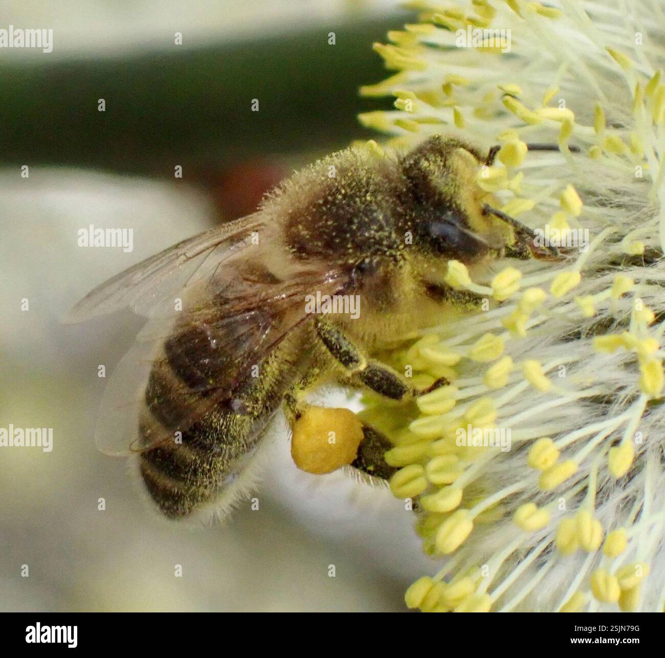 Western Honey Bee (Apis mellifera), Insecta, Polderweg, Lexmond ...