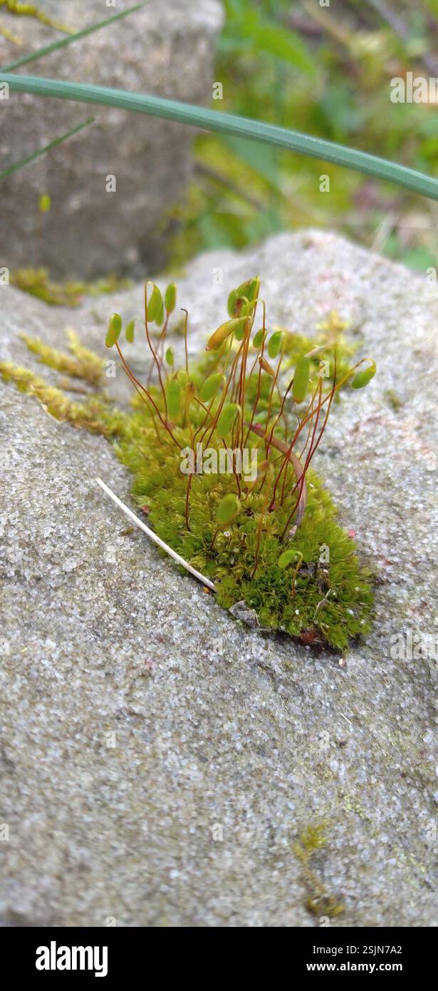 Capillary Thread-moss (Ptychostomum capillare), Plantae, Seine-Maritime ...