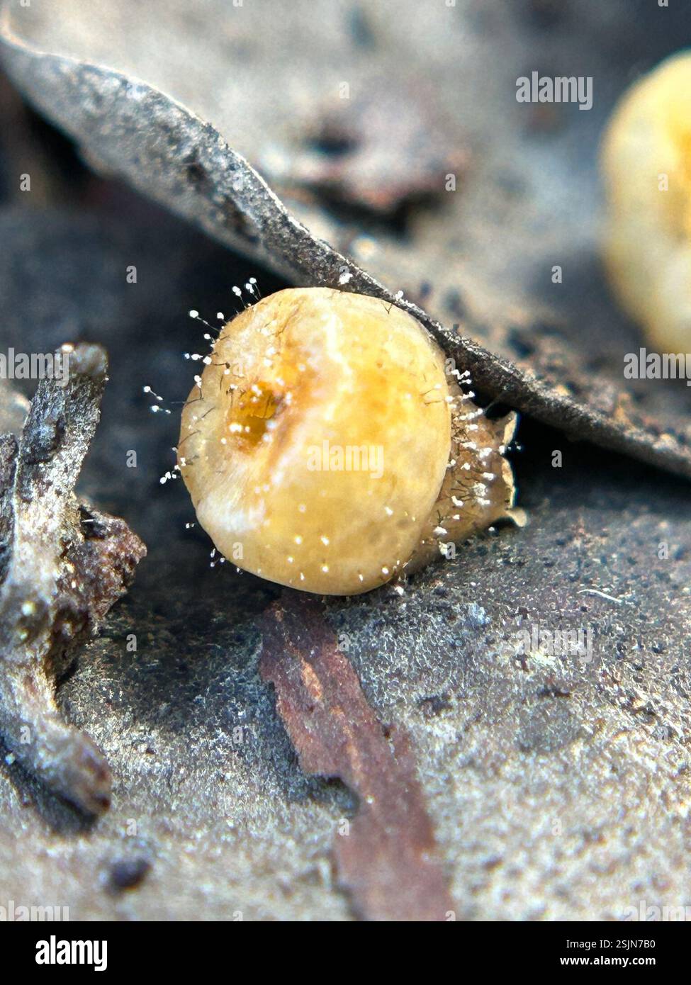 (Botryosporium), Fungi, Los Osos, CA, US, On decomposing Manzanita ...