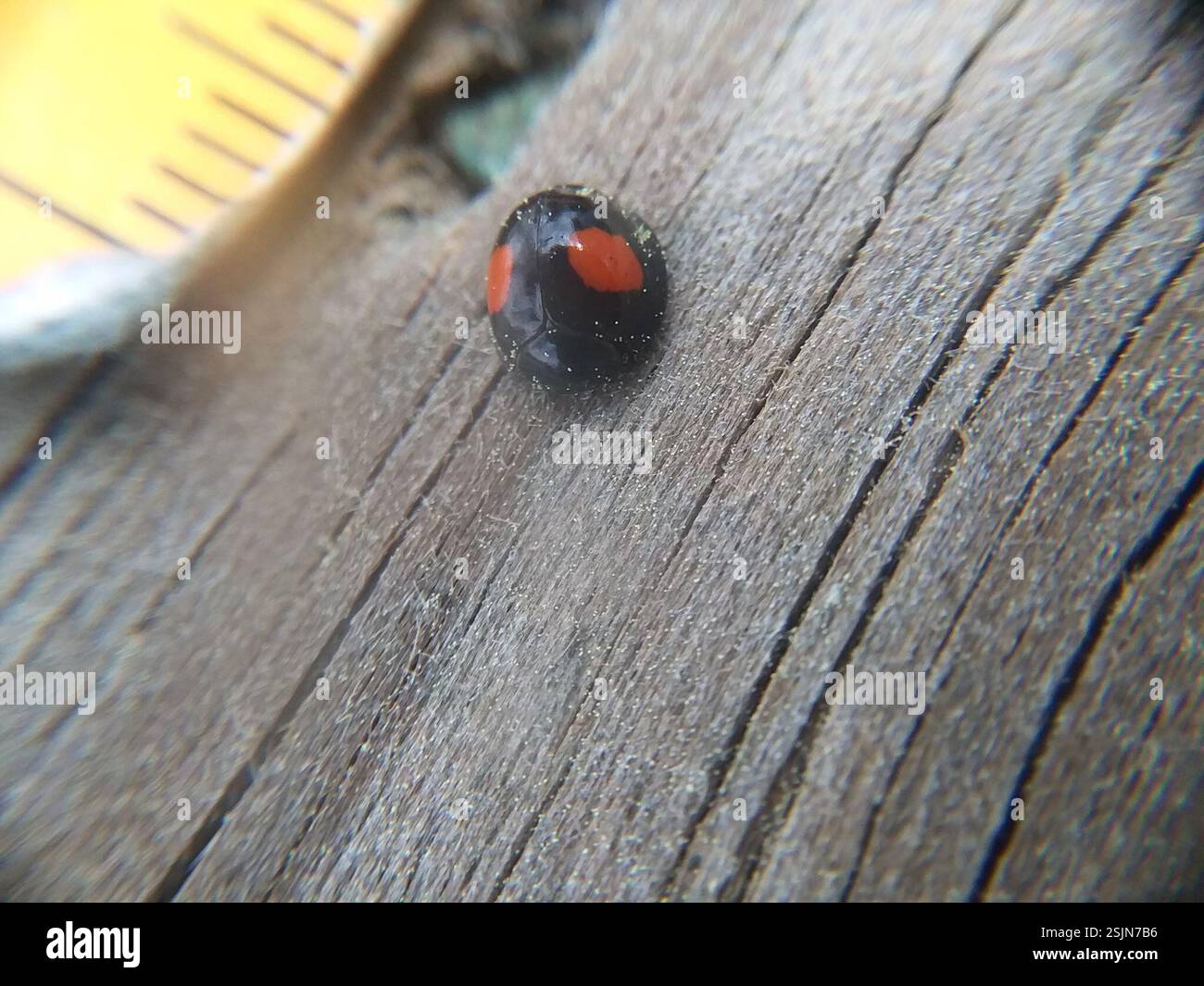 Cactus Lady Beetle (Chilocorus cacti), Insecta, Windsor Forest ...