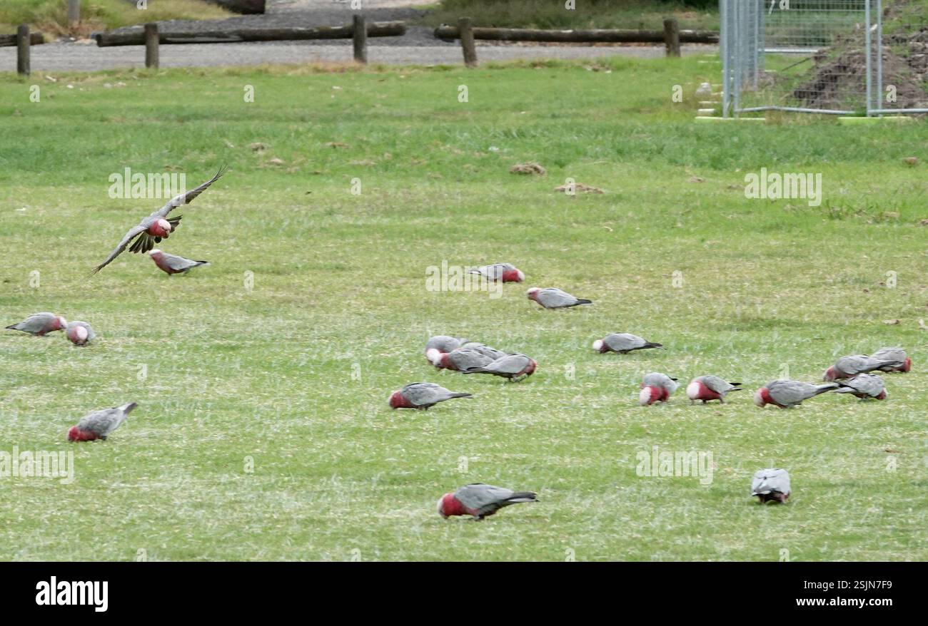 Eastern Galah (Eolophus roseicapilla albiceps), Aves, JW Manson Reserve ...