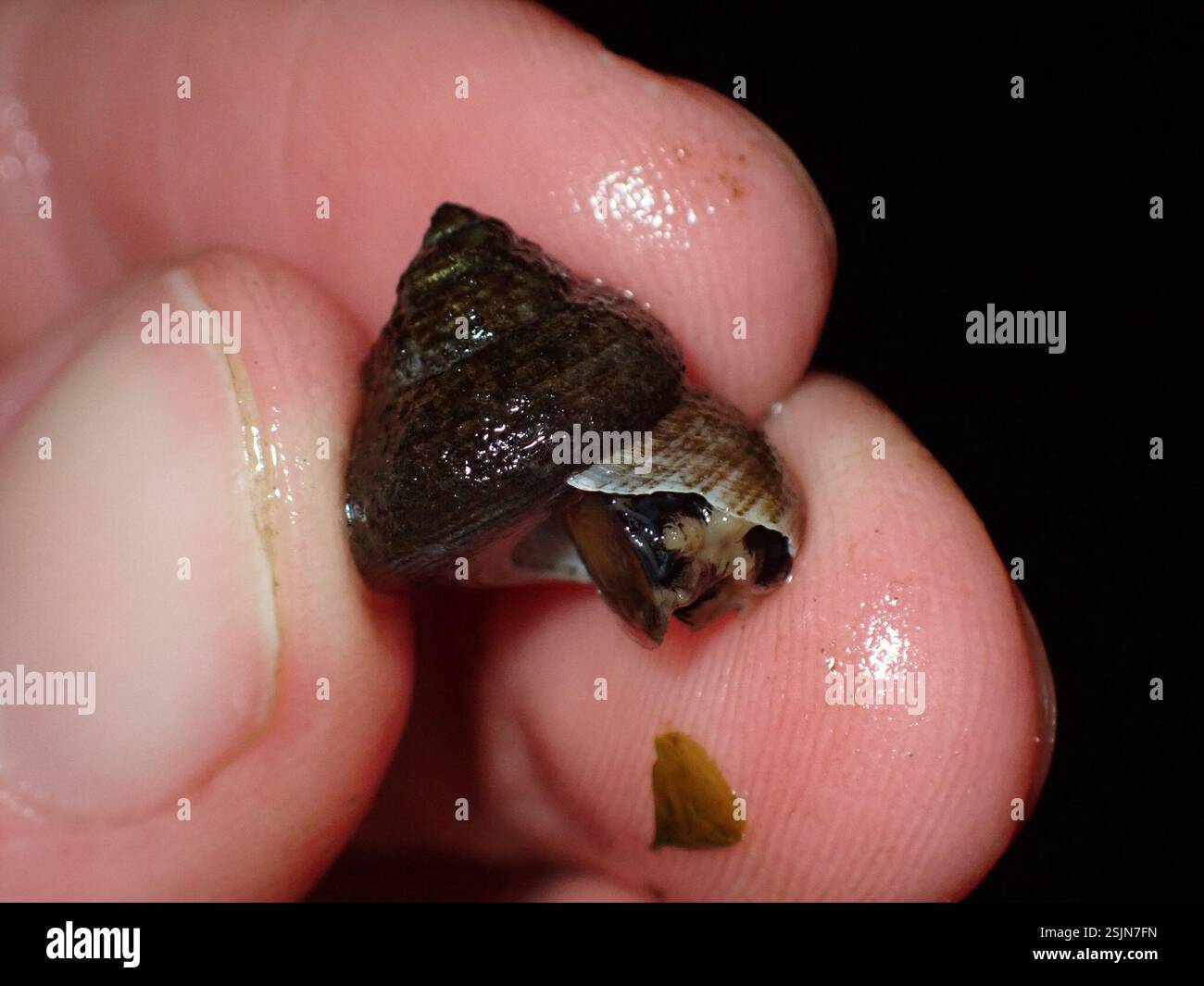 Blue-Ringed Top Snail (Calliostoma ligatum), Mollusca, Oak Bay, BC ...