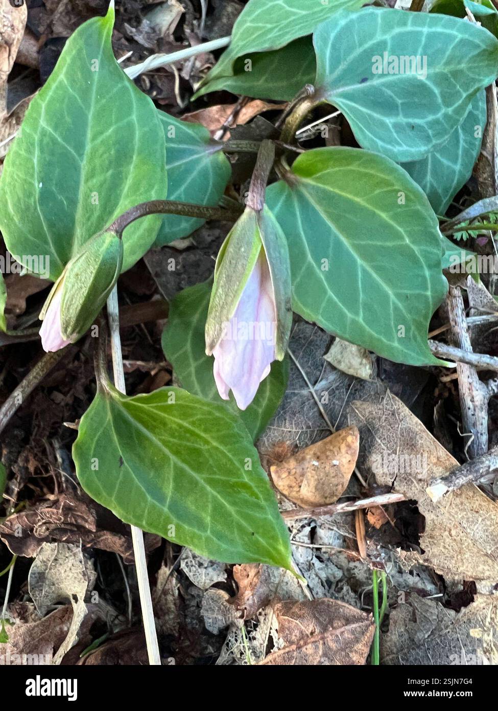 brook wakerobin (Pseudotrillium rivale), Plantae, Josephine County, OR ...