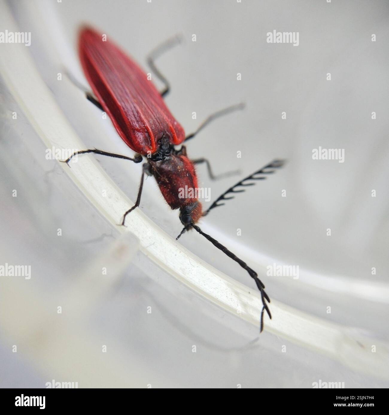 (Anostirus purpureus), Insecta, Kosanin dol, Pancharevo, Bulgaria Stock ...