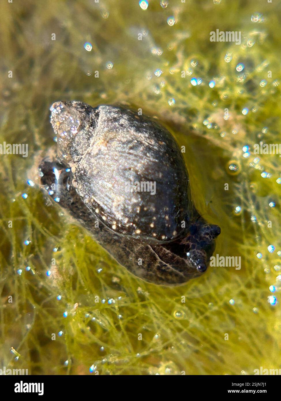 Pond Snails, Bladder Snails, and Allies (Lymnaeoidea), Mollusca, Los ...