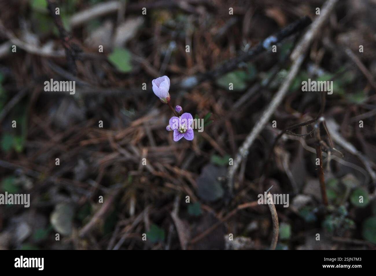 Nuttall's toothwort (Cardamine nuttallii), Plantae, Cowlitz County, WA ...