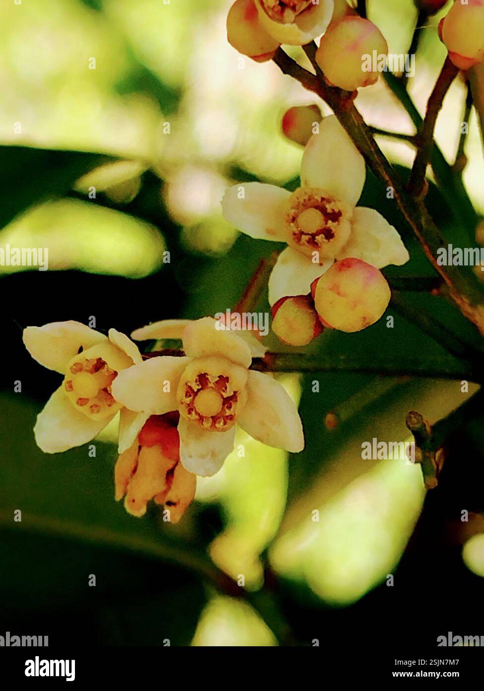 scentless rosewood (Synoum glandulosum), Plantae, Mogo NSW 2536 ...