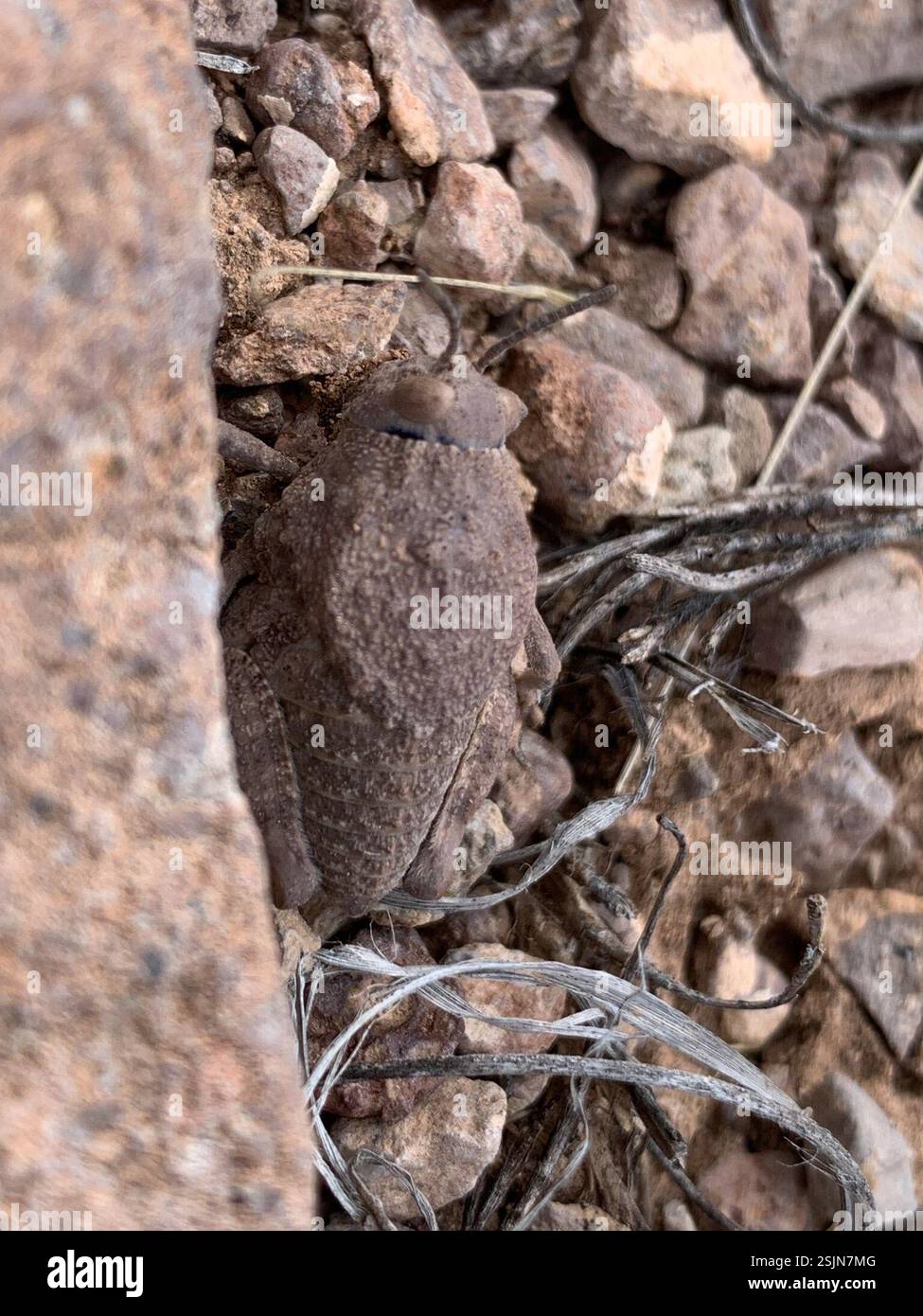 Robust Toad Lubber (Phrynotettix robustus), Insecta, Lemitar, NM, US ...