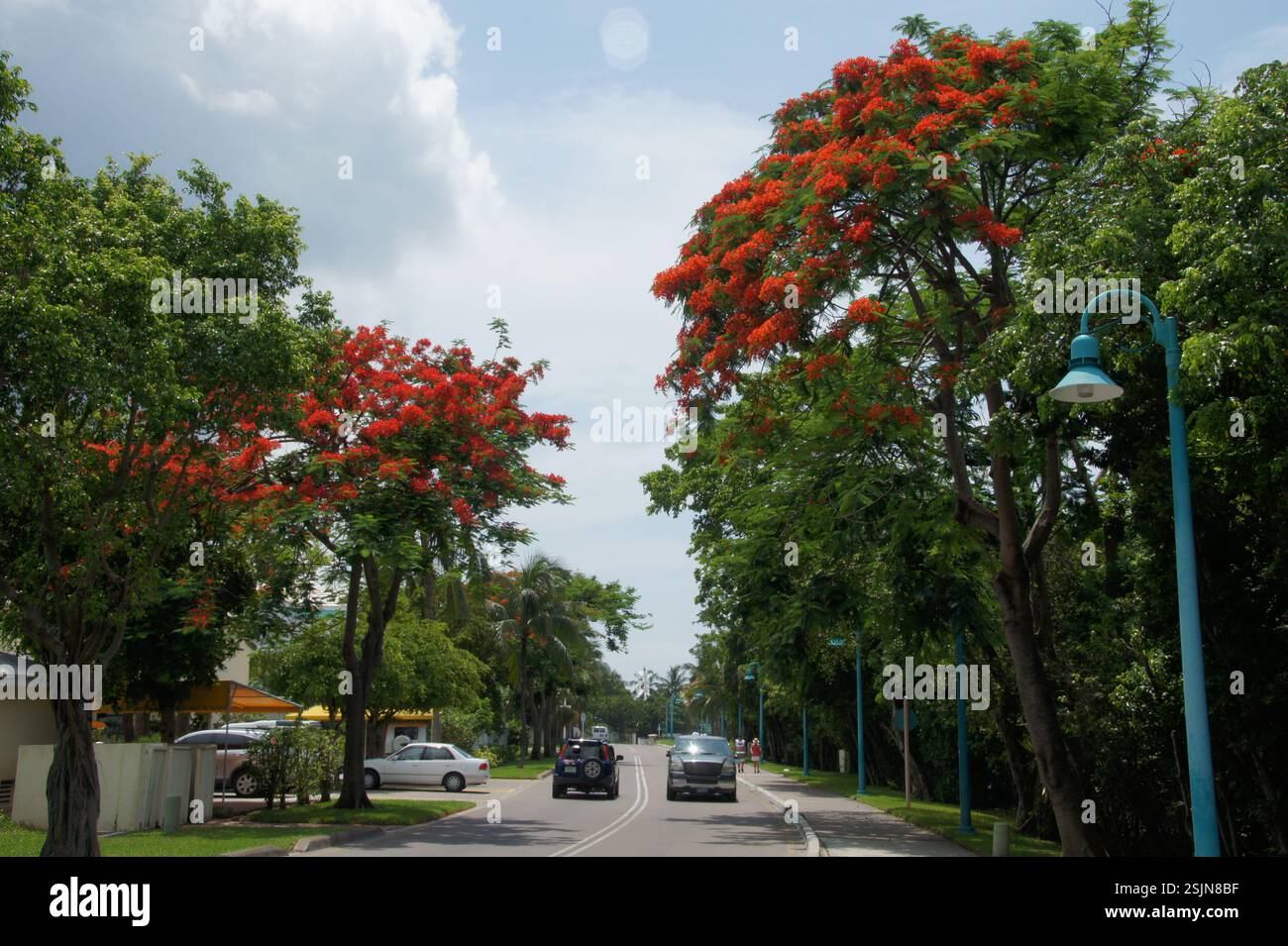 Royal symbol of strength and grace hi-res stock photography and images ...