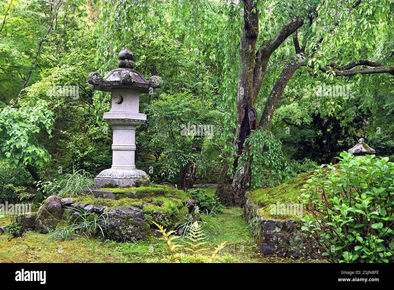 A Tachi-Doro pedestal stone lantern stands on mossy stone in Okochi ...