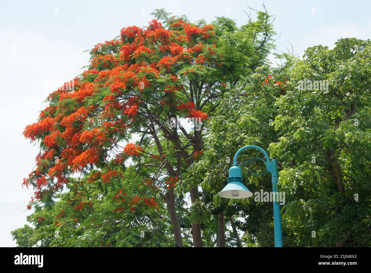 Flame tree. Bright orange flowers contrast against lush green leaves ...
