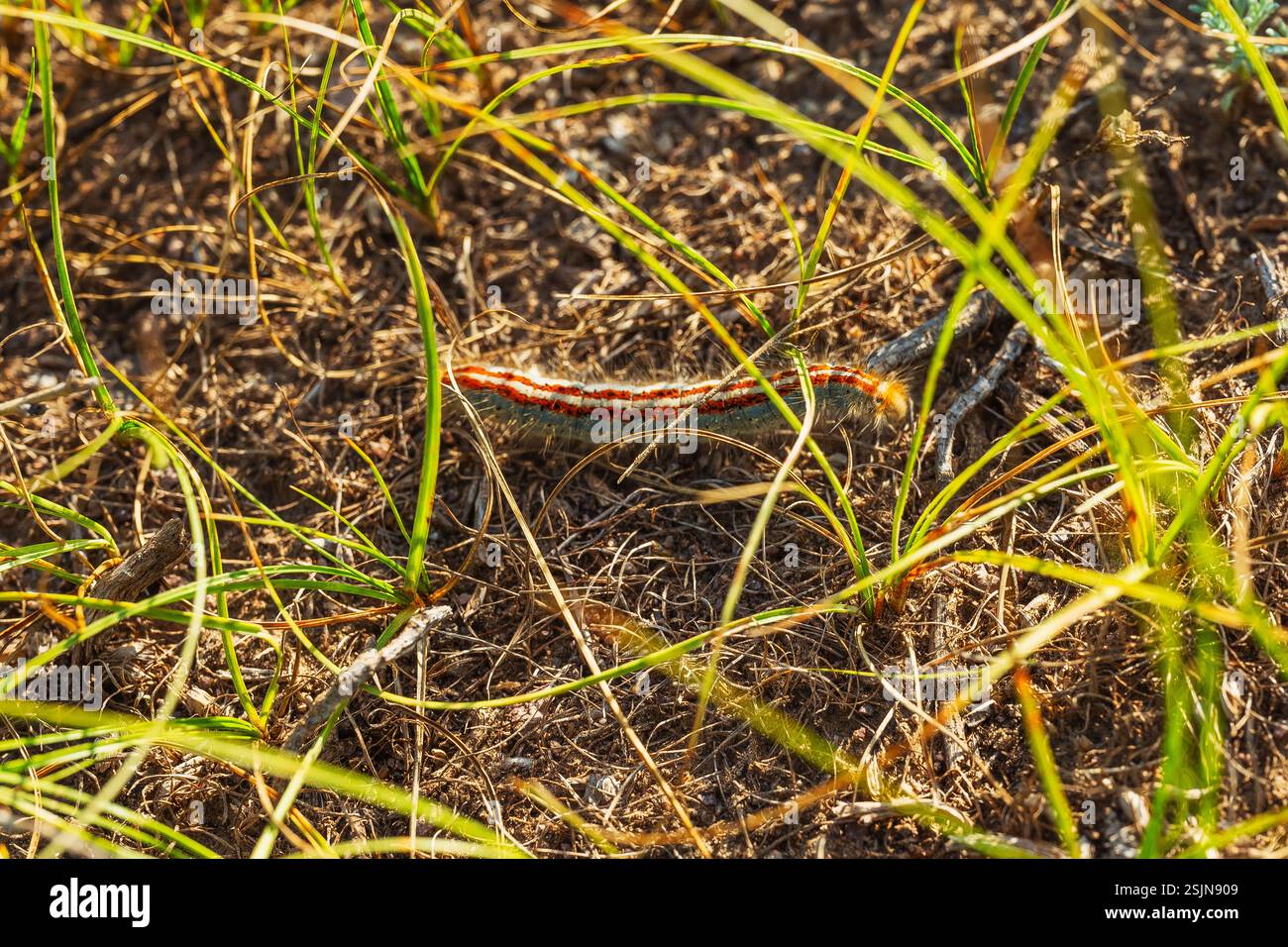 colorful butterfly larva in the kazakhstan steppe. mountain caterpillar ...