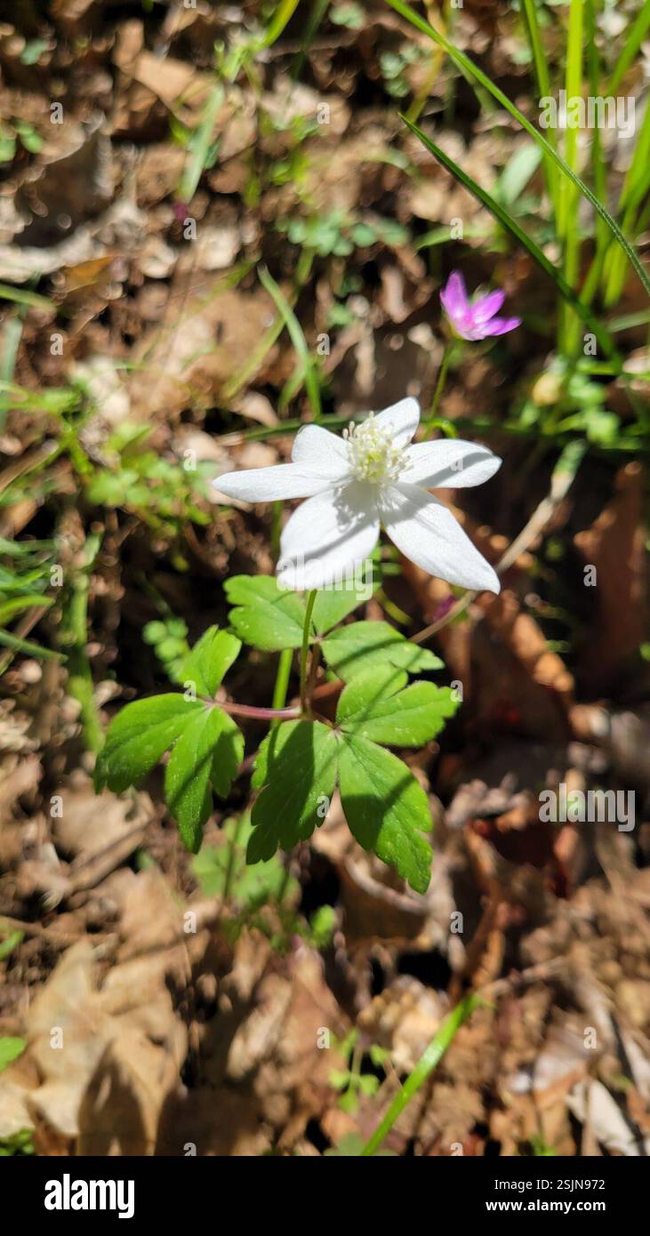 wood anemone (Anemonoides quinquefolia), Plantae, Modoc, SC 29838, USA ...