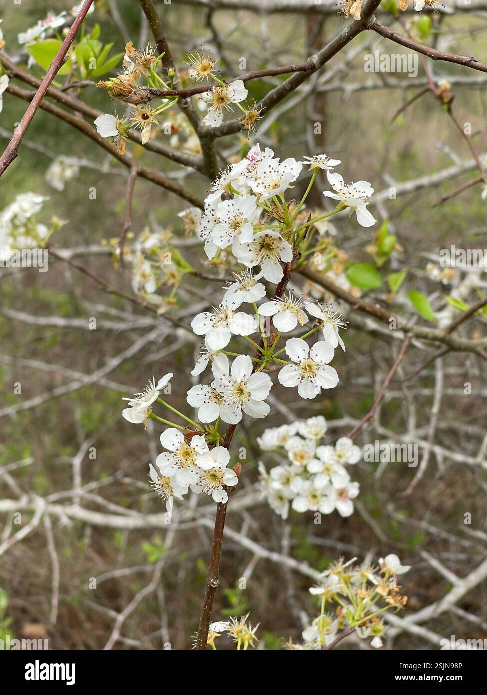 Hog Plum (Prunus umbellata), Plantae, Leon, Florida, United States, St ...
