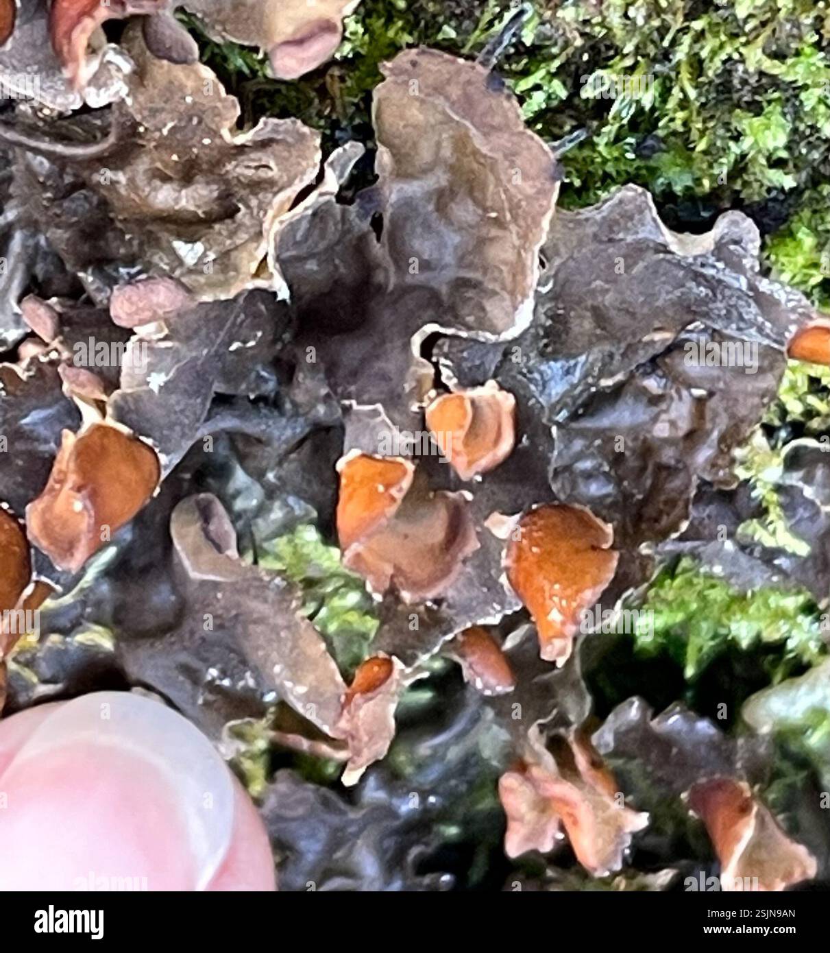 membranous pelt lichen (Peltigera membranacea), Fungi, Julia Pfeiffer ...