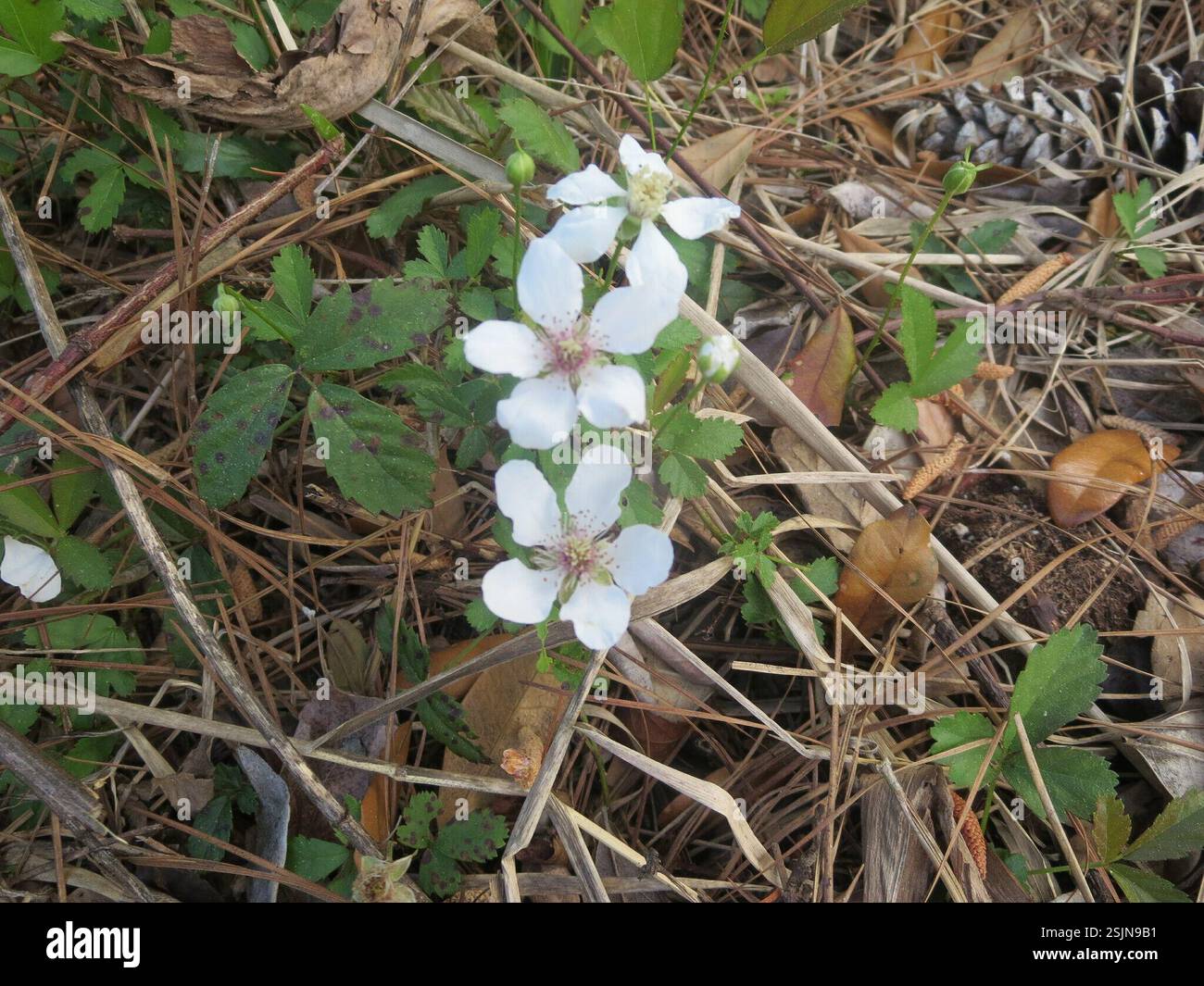 southern dewberry (Rubus trivialis), Plantae, Windsor Forest, Savannah ...