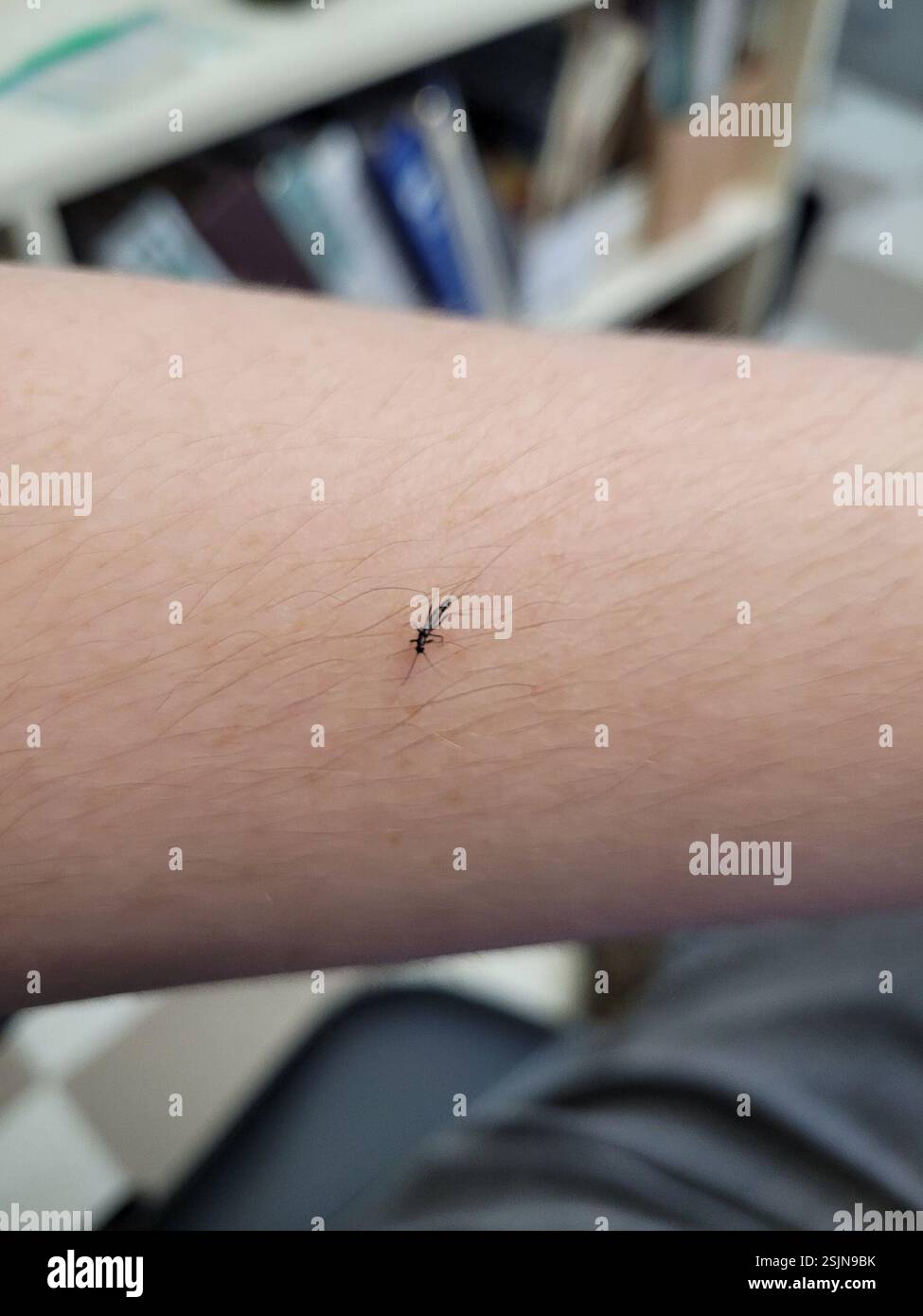 Shortwing Snowfly (Allocapnia vivipara), Insecta, Kirtland, OH 44094 ...