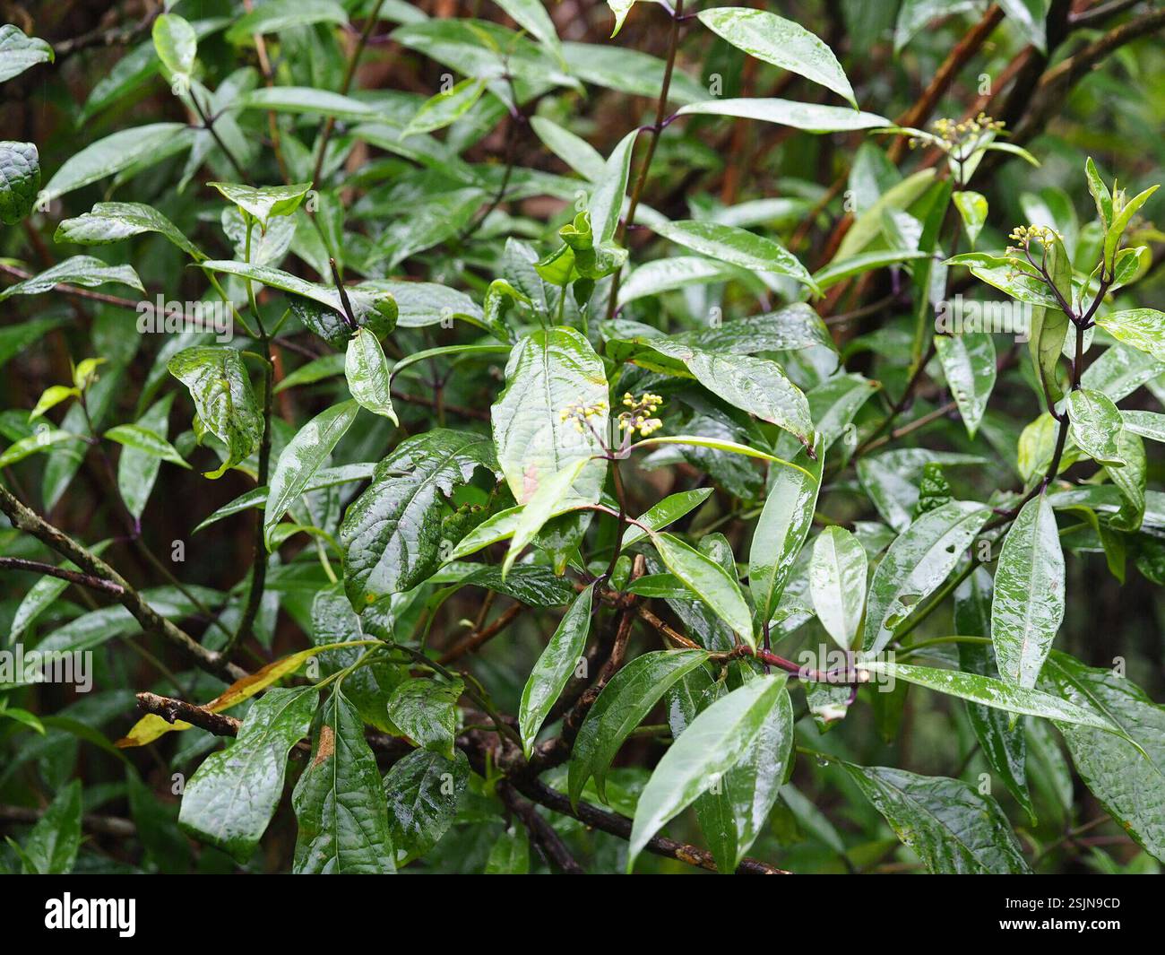 Chinese Hydrangea (Hydrangea chinensis), Plantae, 台灣新北市 Stock Photo - Alamy