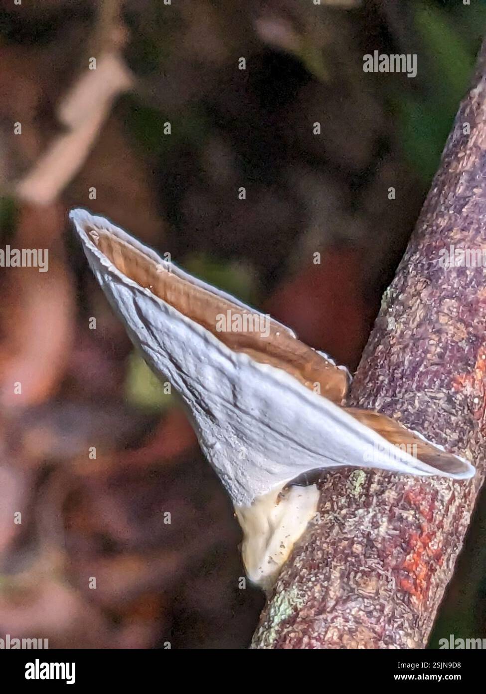 yellow stemmed micropore (Microporus xanthopus), Fungi, Burnside QLD ...