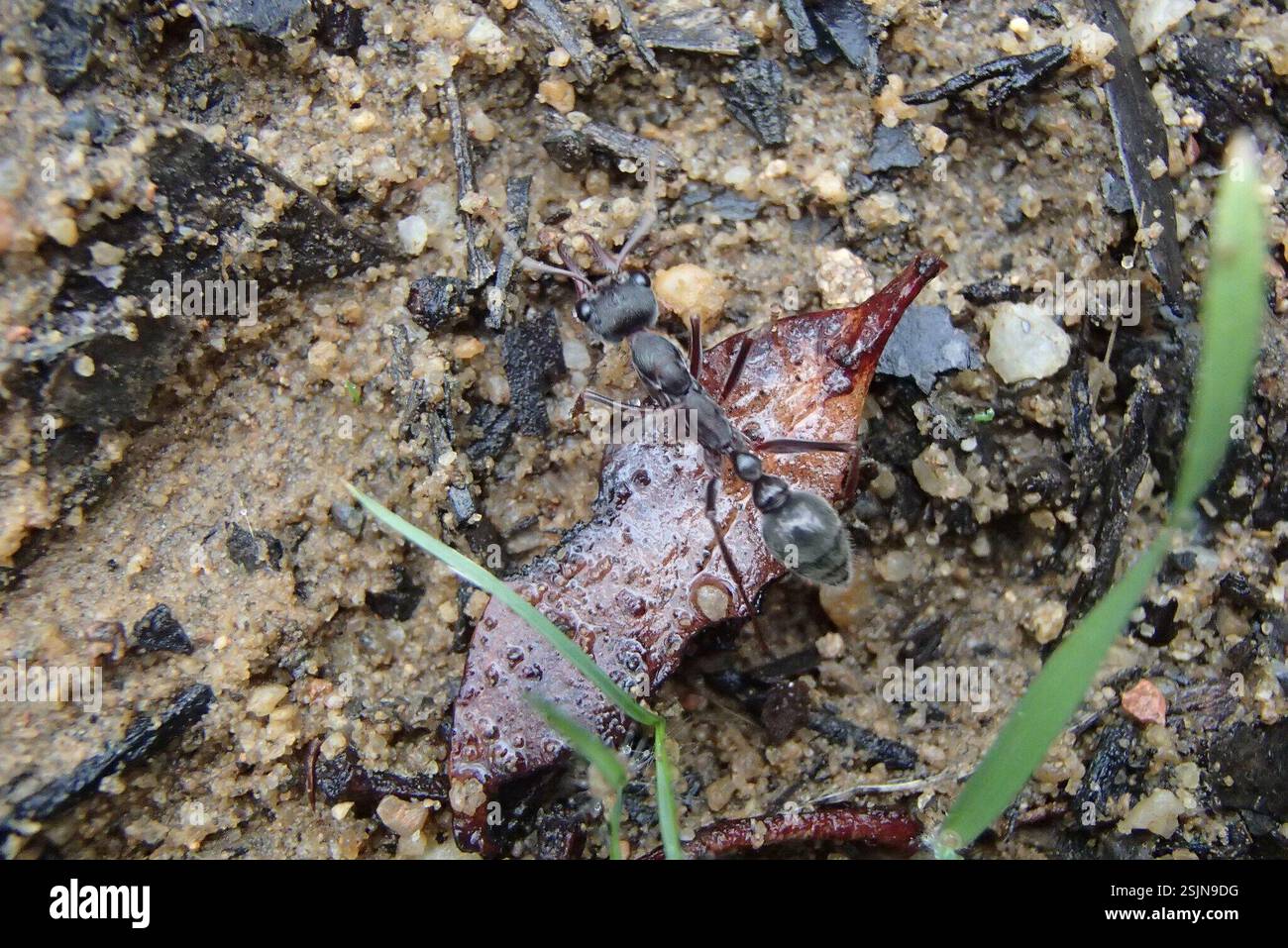 Inch Ant (Myrmecia pyriformis), Insecta, 62 Railway Parade, Wentworth ...