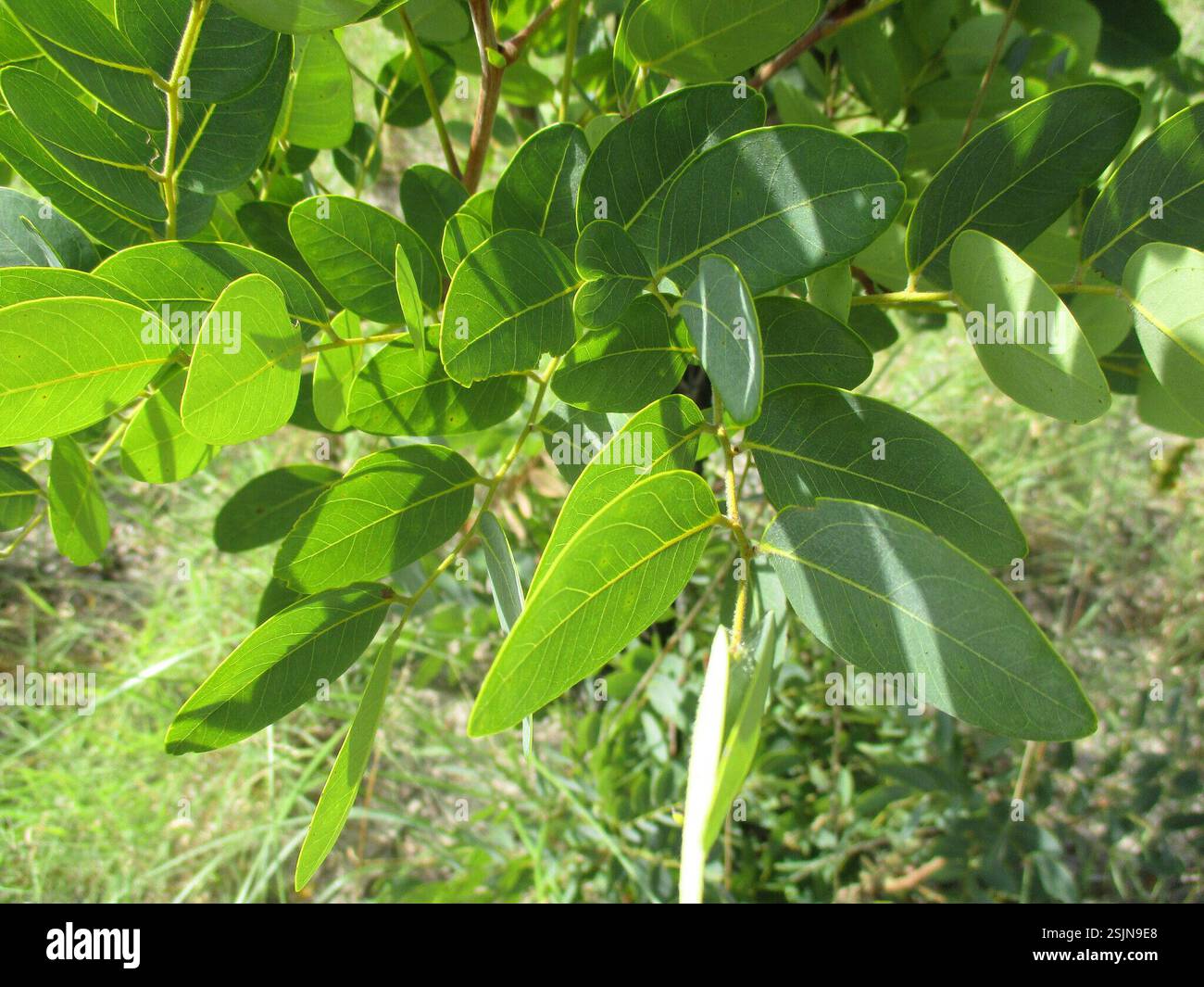 wild syringa (Burkea africana), Plantae, Zambezi Region, Namibia Stock ...