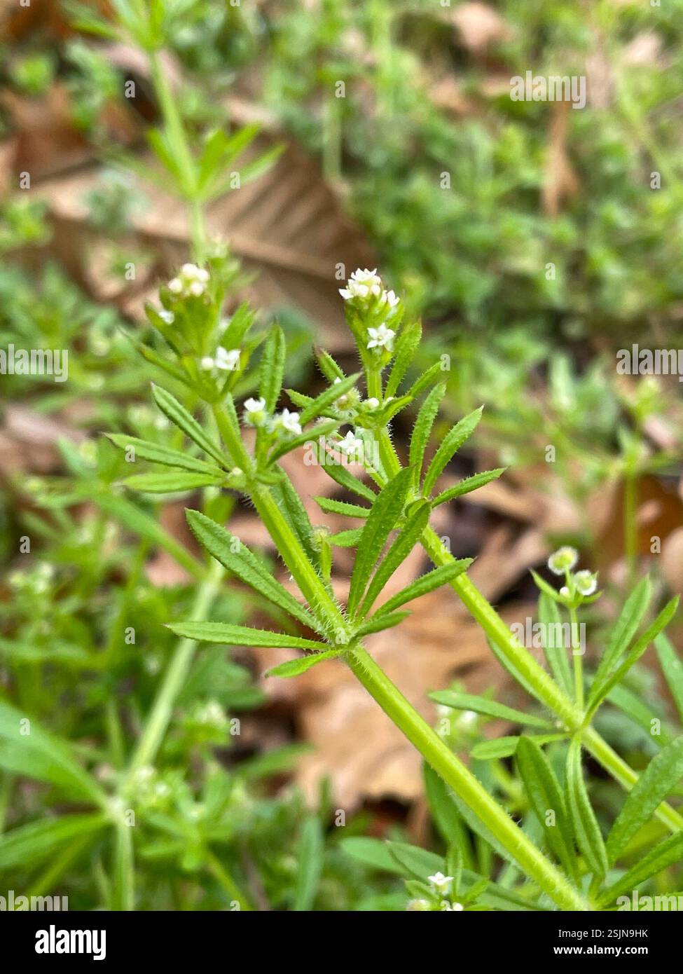 catchweed bedstraw (Galium aparine), Plantae, Laurel Ln, Plano, TX, US ...
