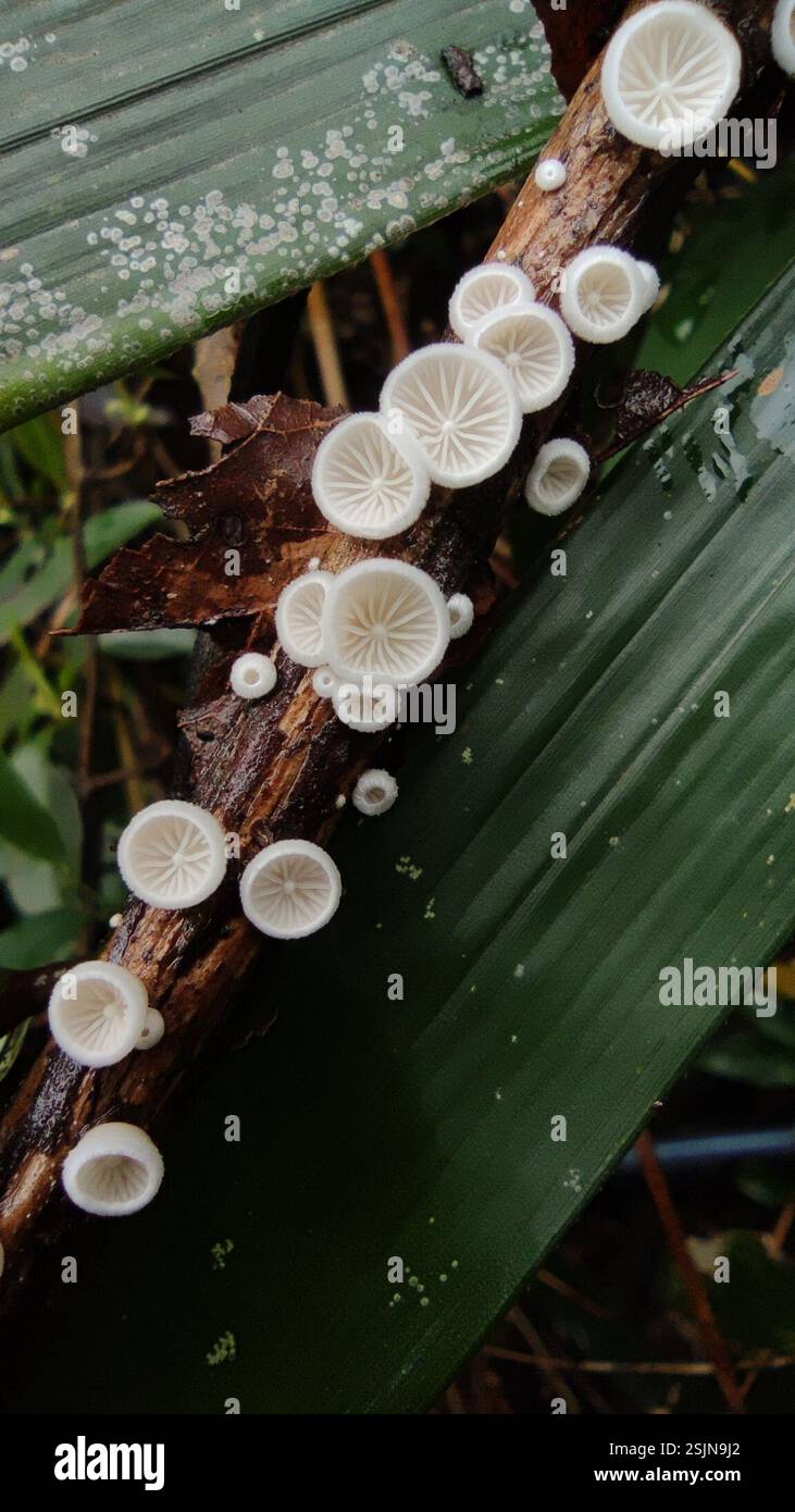 (Chaetocalathus craterellus), Fungi, Hangzhou, CN-ZJ, CN Stock Photo ...