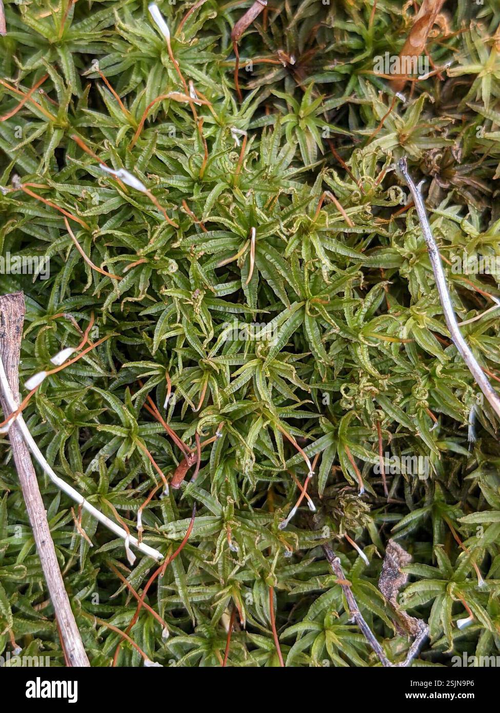 Smoothcap Mosses (Atrichum), Plantae, Burlington, ON, Canada Stock ...