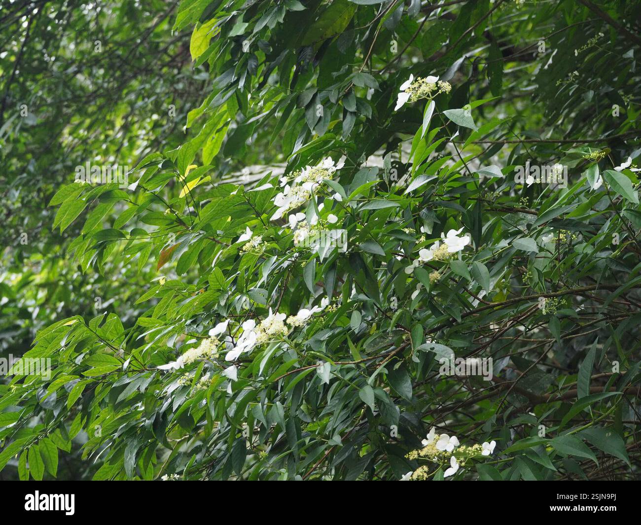 Chinese Hydrangea (Hydrangea chinensis), Plantae, 台灣台北 Stock Photo - Alamy