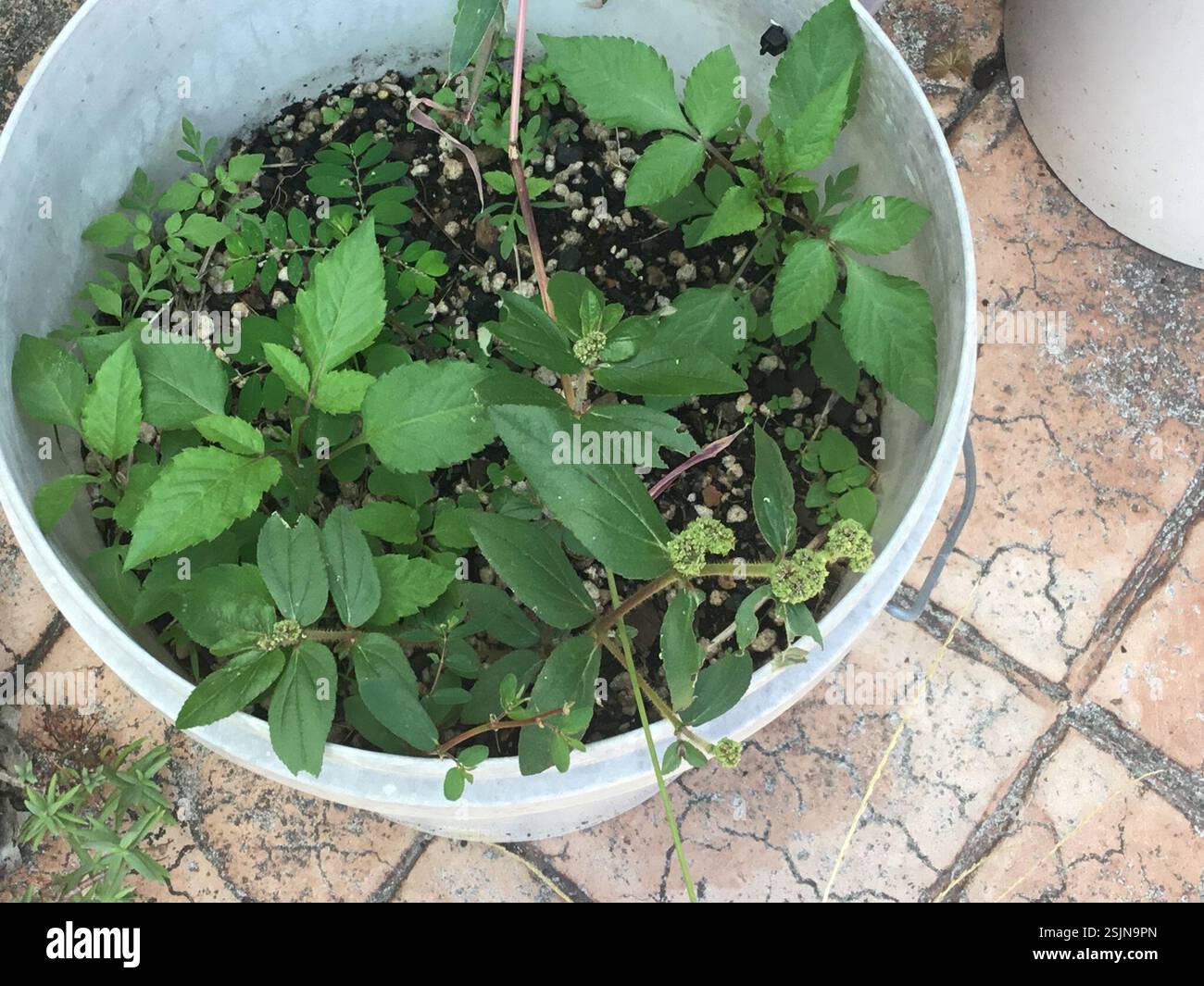Asthma plant (Euphorbia hirta), Plantae, Queensland, AU Stock Photo - Alamy