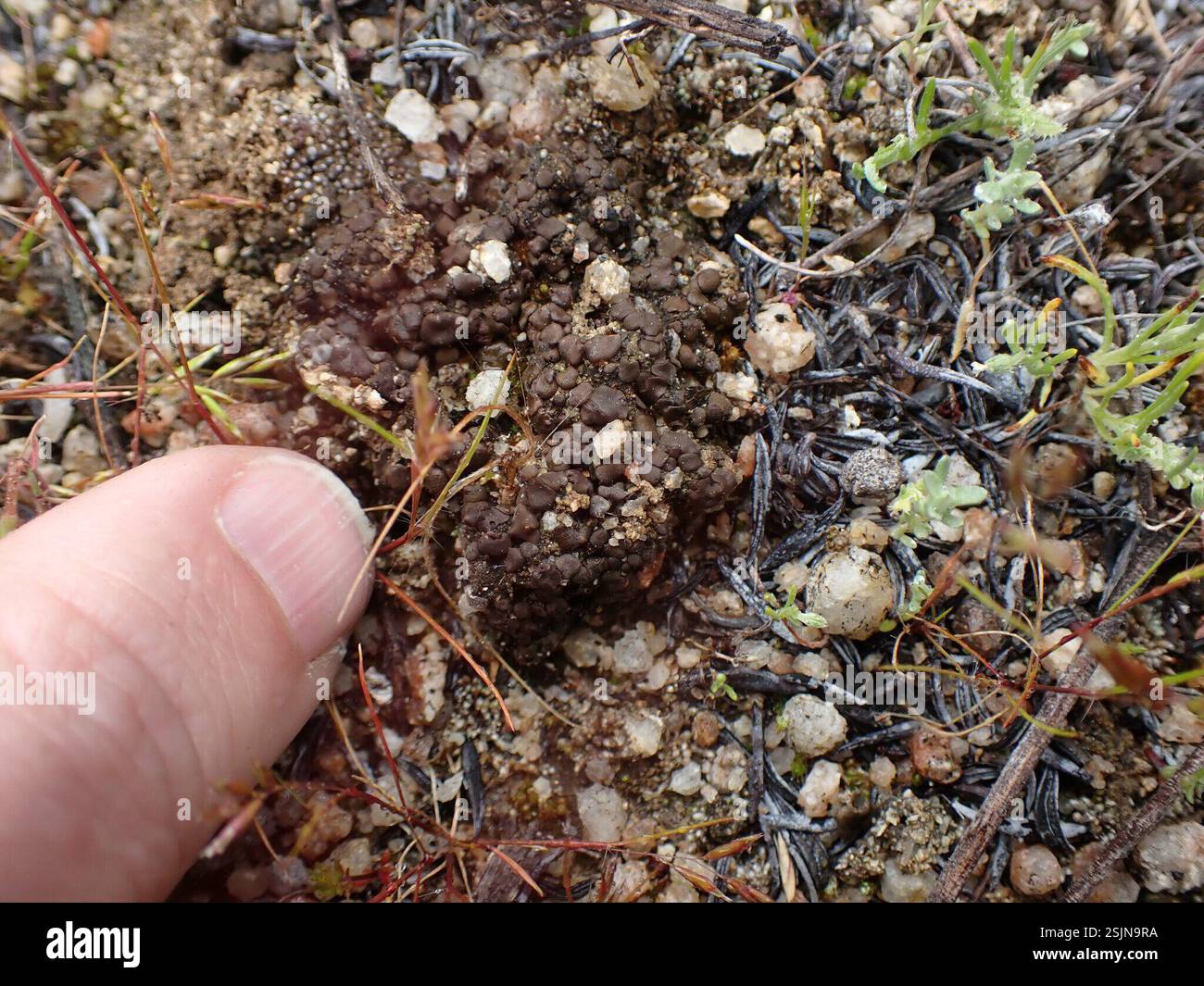 common lichens (Lecanoromycetes), Fungi, Riverside County, CA, USA, On ...