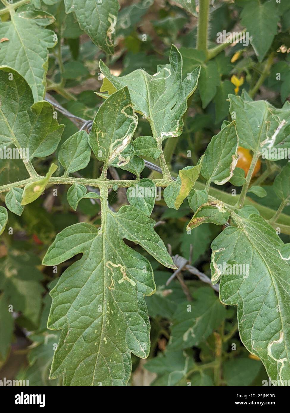 Leaf-miner Flies (Agromyzidae), Insecta, Moca, Dominican Republic Stock ...
