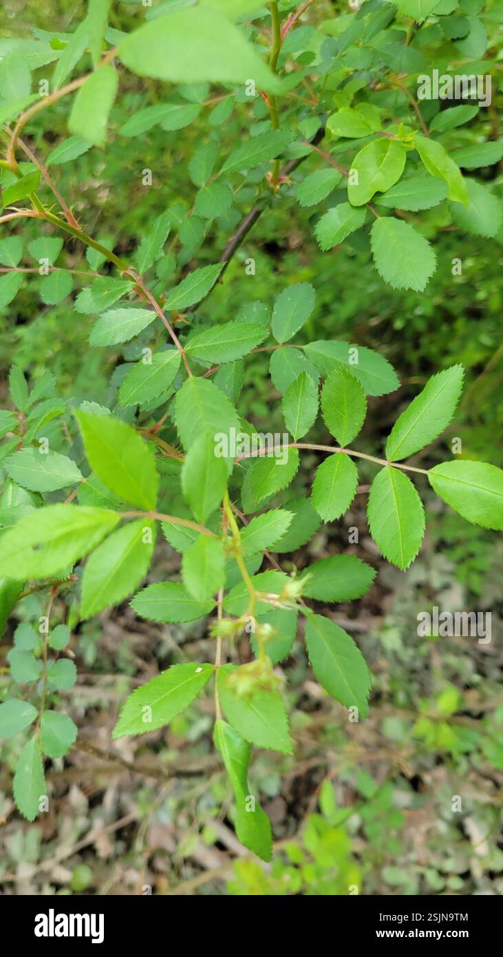 multiflora rose (Rosa multiflora), Plantae, Grovetown, GA 30813, USA ...