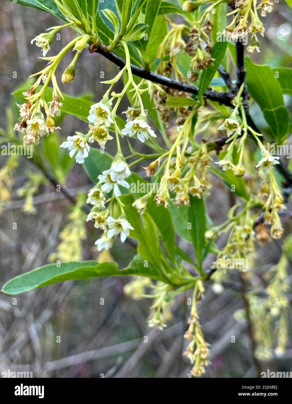Osoberry (Oemleria cerasiformis), Plantae, Thornewood Preserve ...