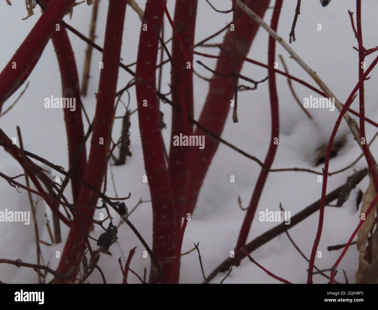 red osier dogwood (Cornus sericea), Plantae, Fond du Lac, WI, USA Stock ...