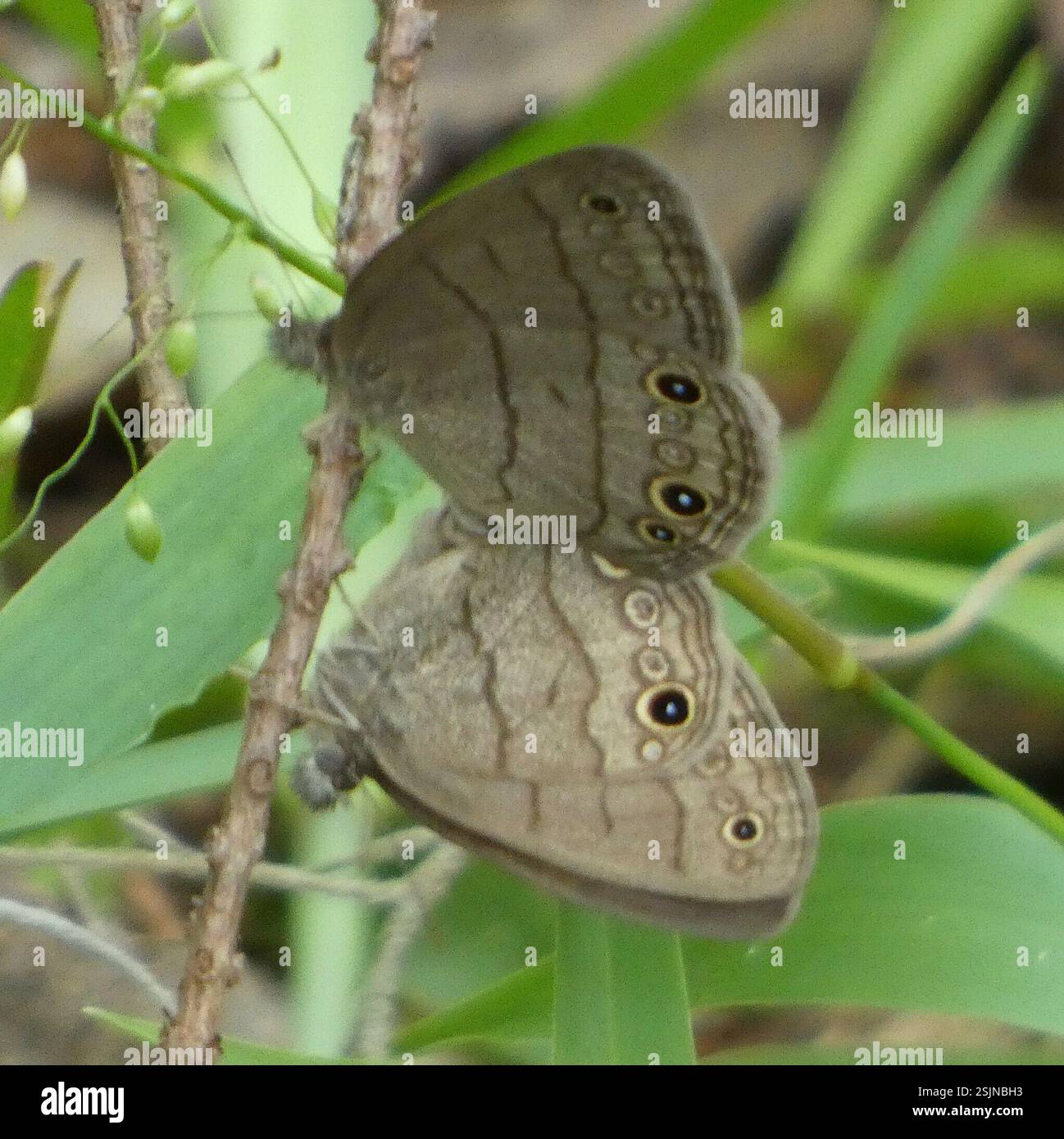 Carolina Satyr (Hermeuptychia sosybius), Insecta, River Rd. Preserve ...