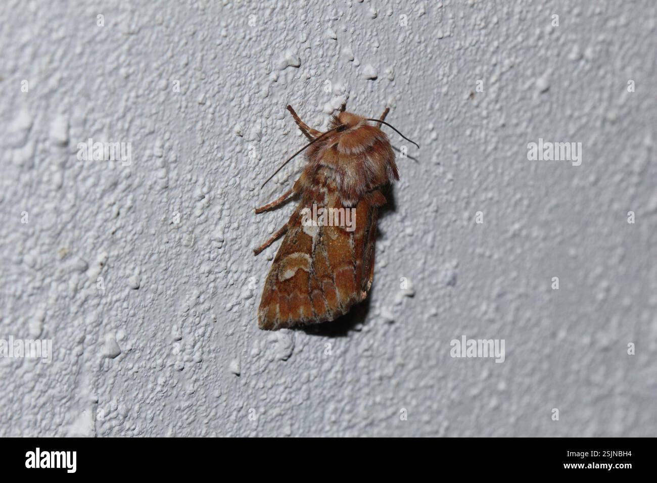 Pine Beauty (Panolis flammea), Insecta, 8400 Ebeltoft, Danmark Stock ...